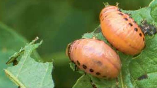 Sposób na stonkę - NowoczesnaFarma.pl